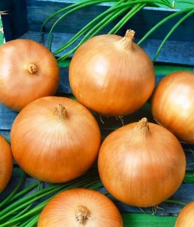 Коллекционные семена лука репчатый Кремень