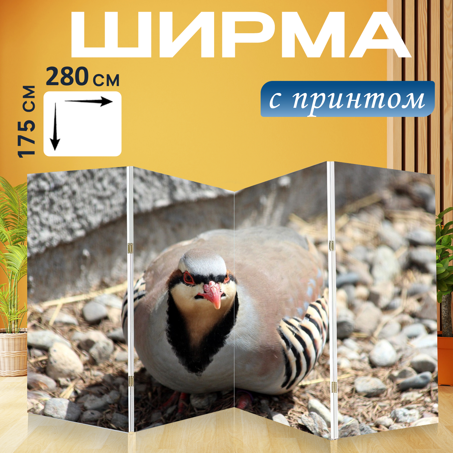 Ширма "Кеклик, каменная куропатка, alectoris graeca" перегородка для зонирования комнаты с принтом 280x175 см. на холсте
