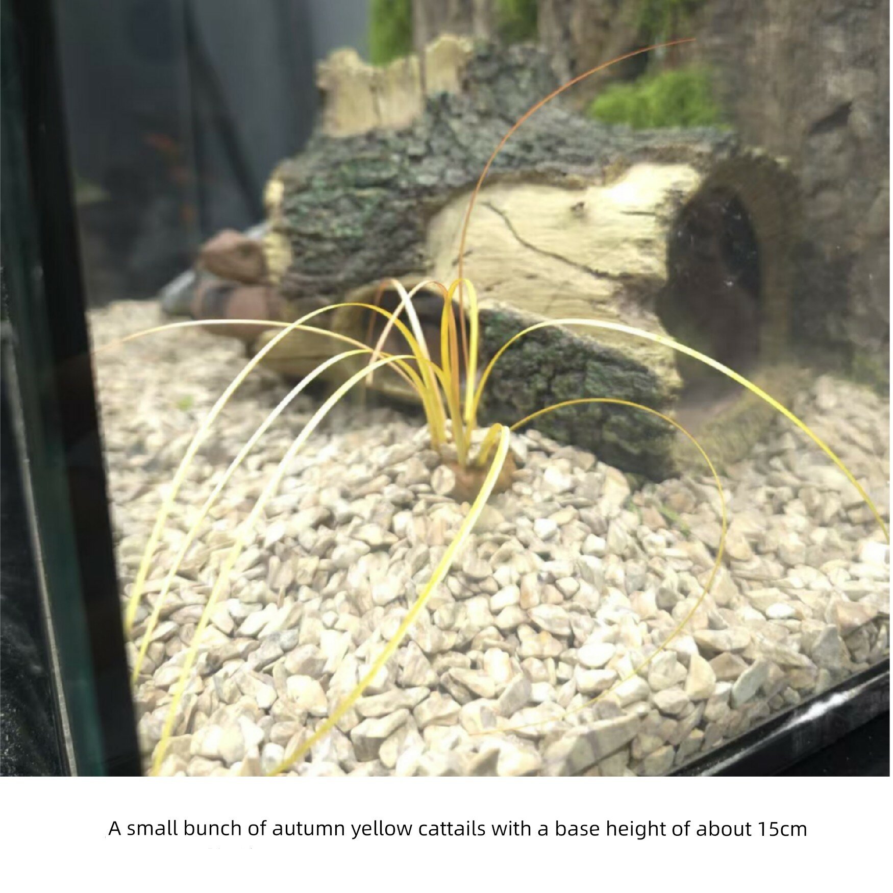 Резьба по разложенной древесине для ландшафтного дизайна террариума для рептилий, состаренная древесина для декора