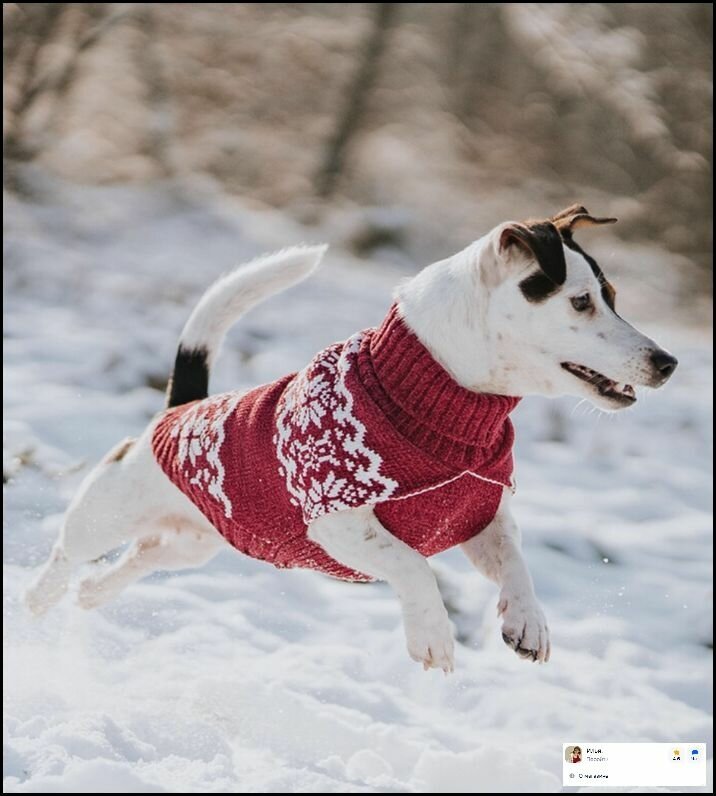 Бестселлер в виде плюшевого свитера hunter на четырех лапах