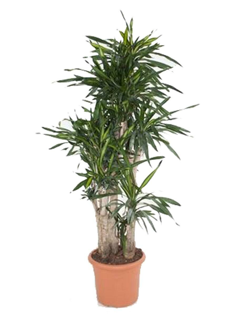 Драцена душистая Рики бранч - Dracaena fragrans Riki Branched D40 H180