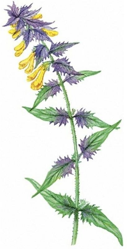 Марьяник луговой, трава, пакет, беловодье, 50 г