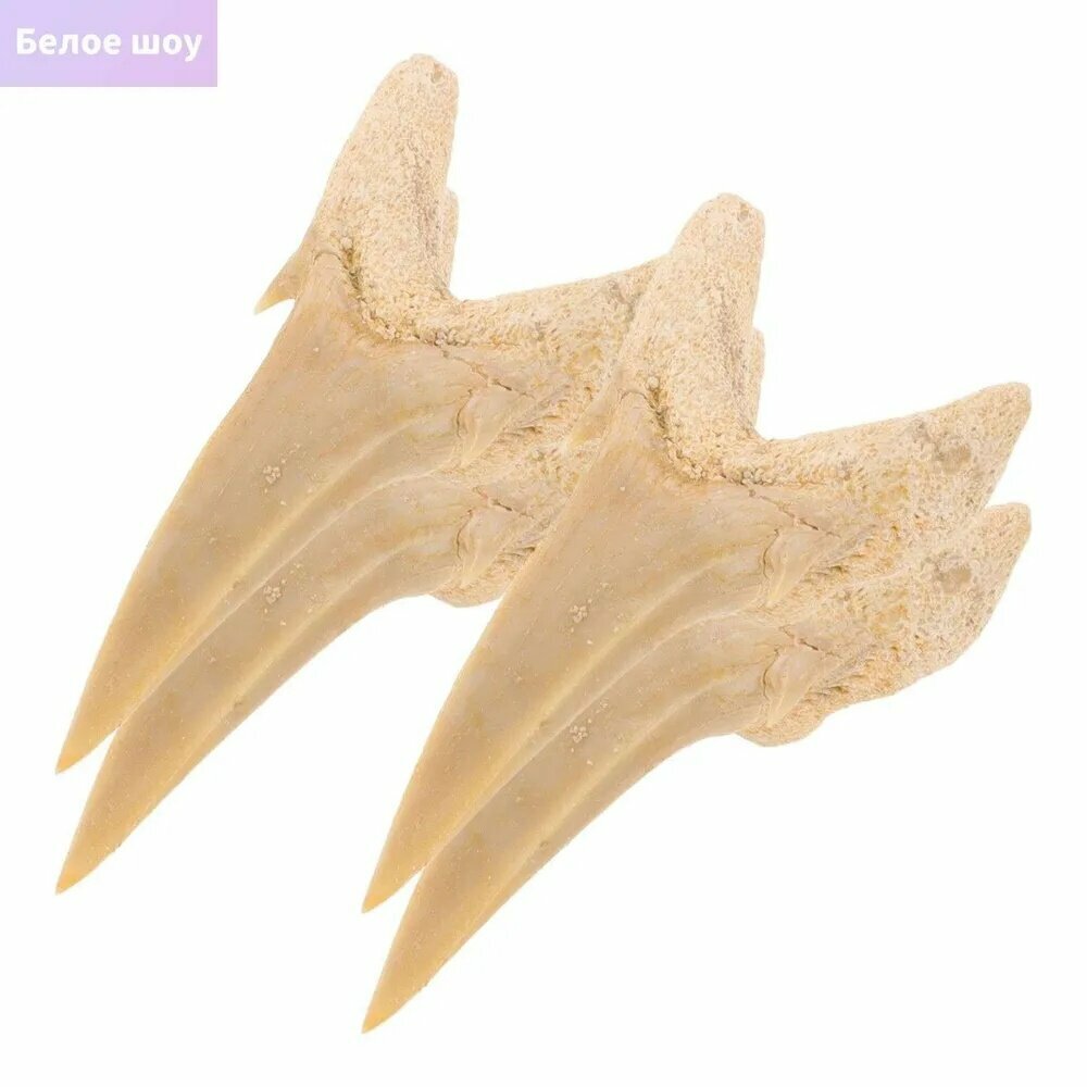 Научные Модели Предисторических Зубов Акулы для Учебного Процесса, Набор из 4pcs 3.00X2.00X1.00Cm