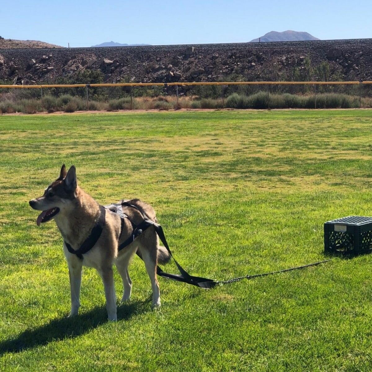 Ездовая шлейка для собак для тренировок, вейтпуллинга и катания на санях, Усиленная Y-образная упряжь для крупных пород (хаски, маламут, овчарка), для развития мышц