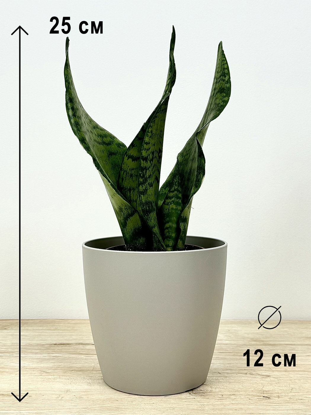 Сансевиерия Зейланика в сером пластиковом кашпо, высота композиции 25-30см