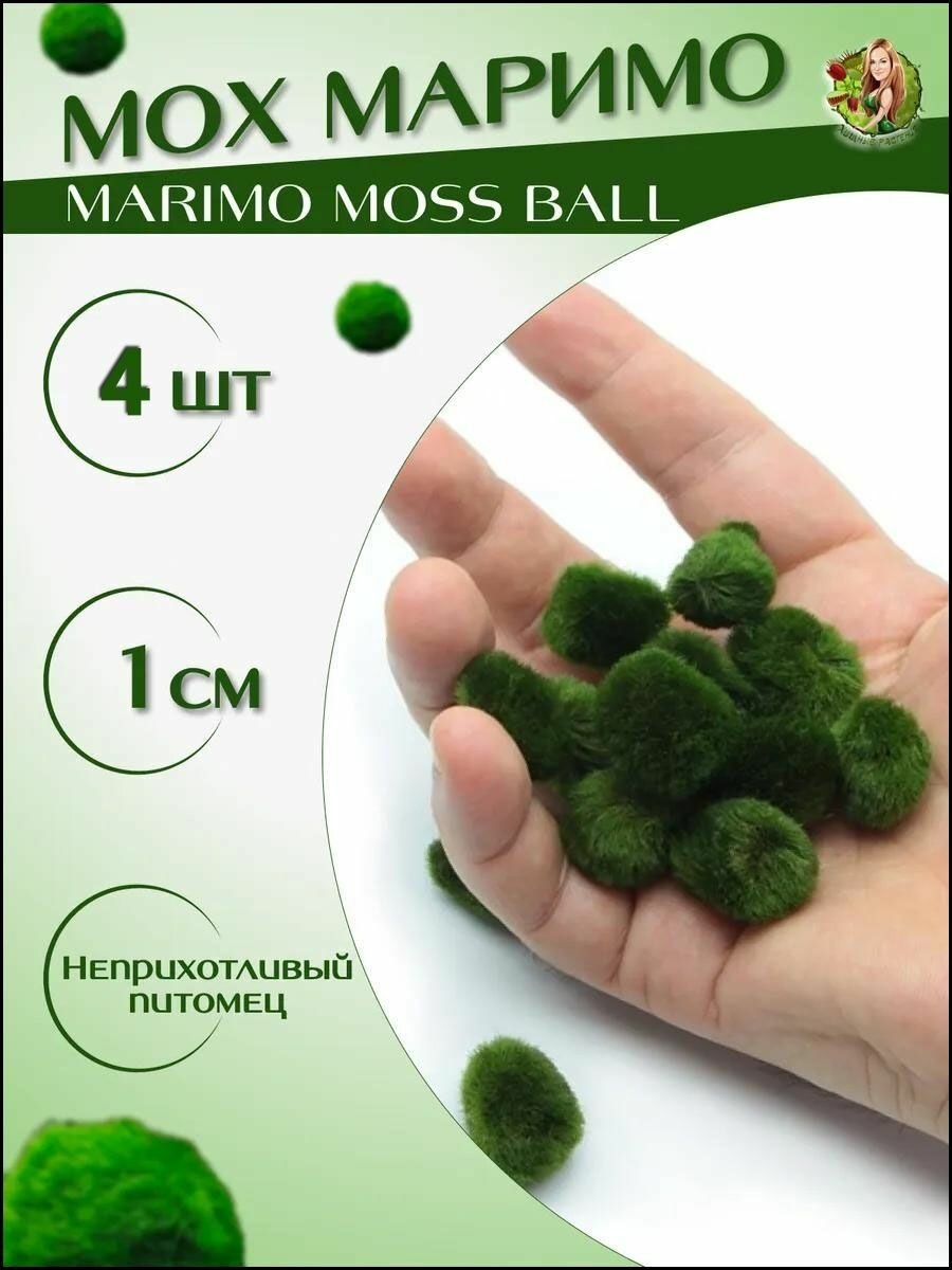 Эксклюзивные мхи маримо, 4 штуки