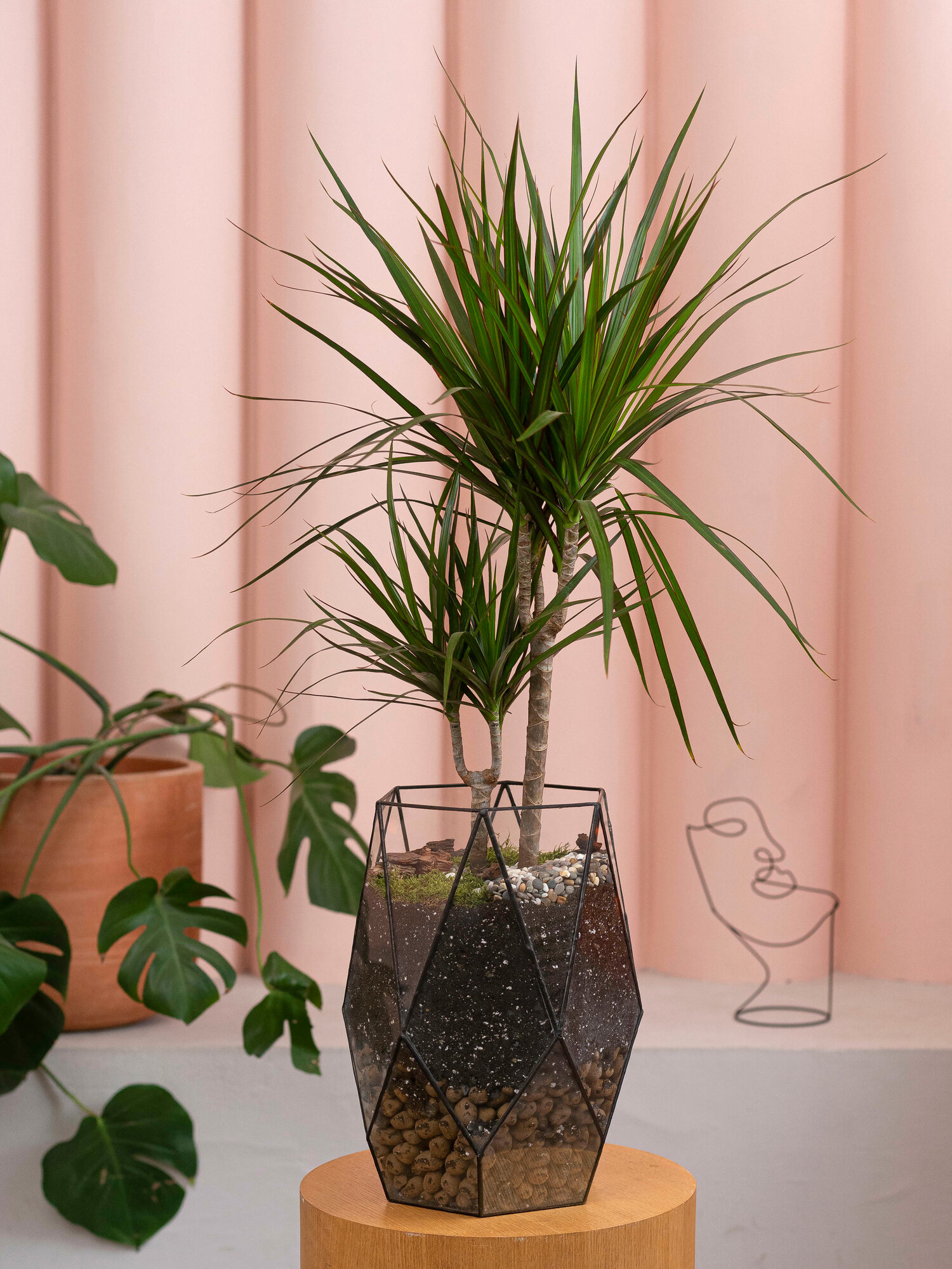 Geo Glass: Драцена в горшке из стекла Тиффани, комнатное растение 80-90 см
