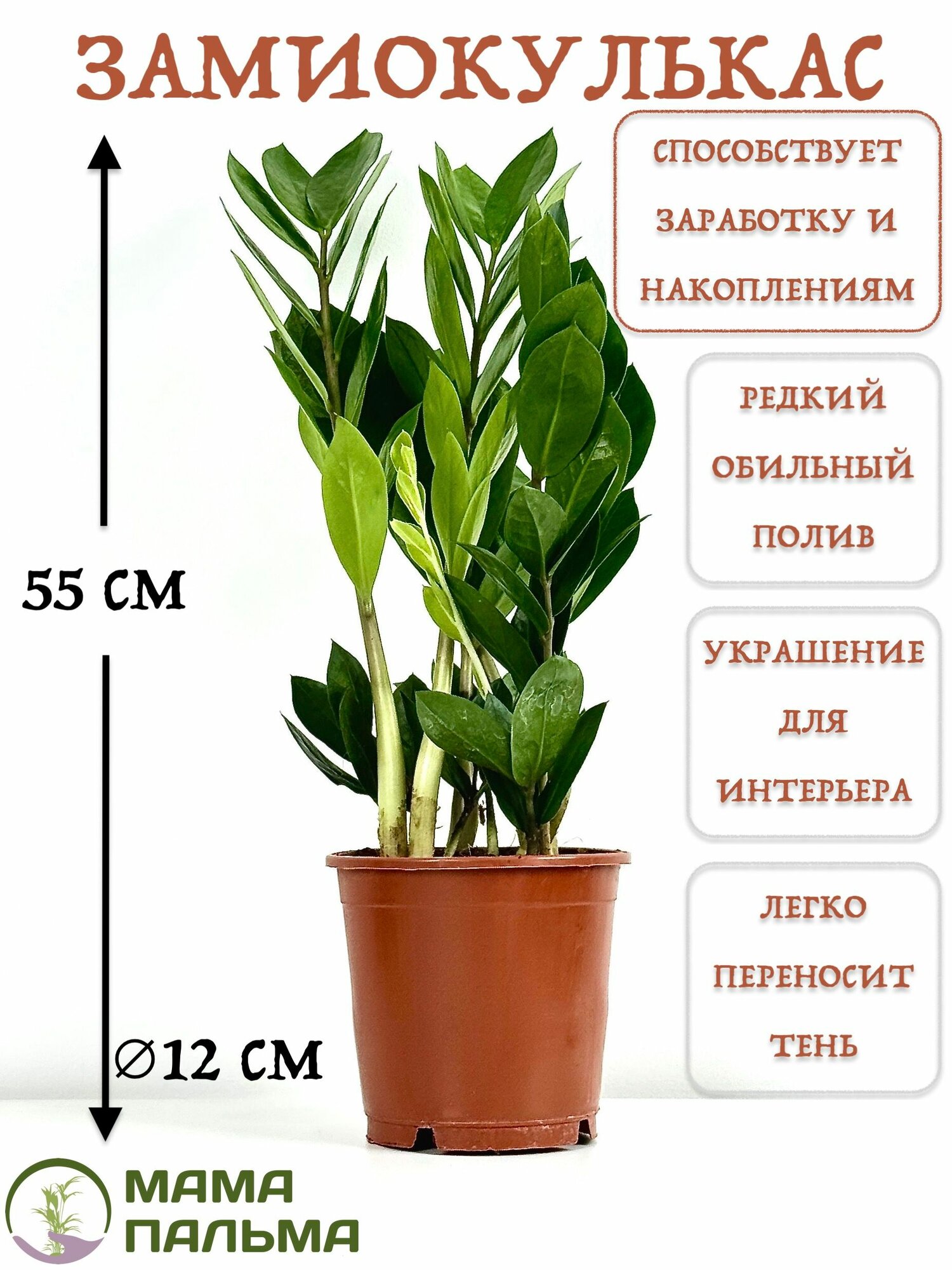Замиокулькас в горшке живой D12, высота 50-55см