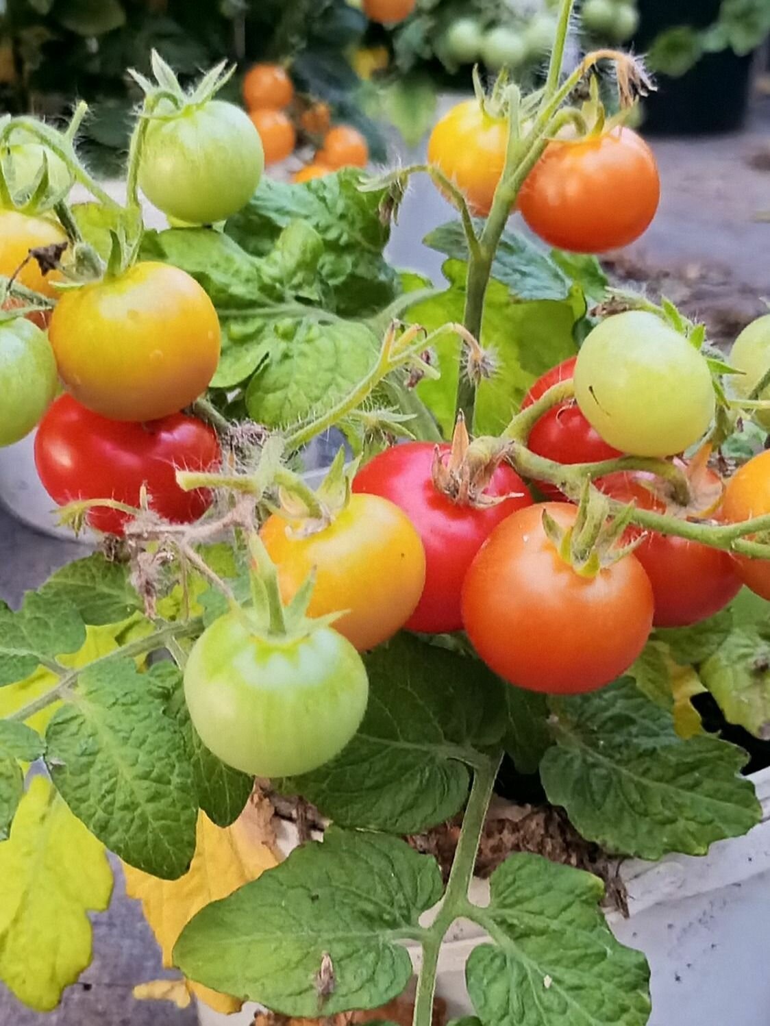 Клюква в сахаре 7шт+бонус