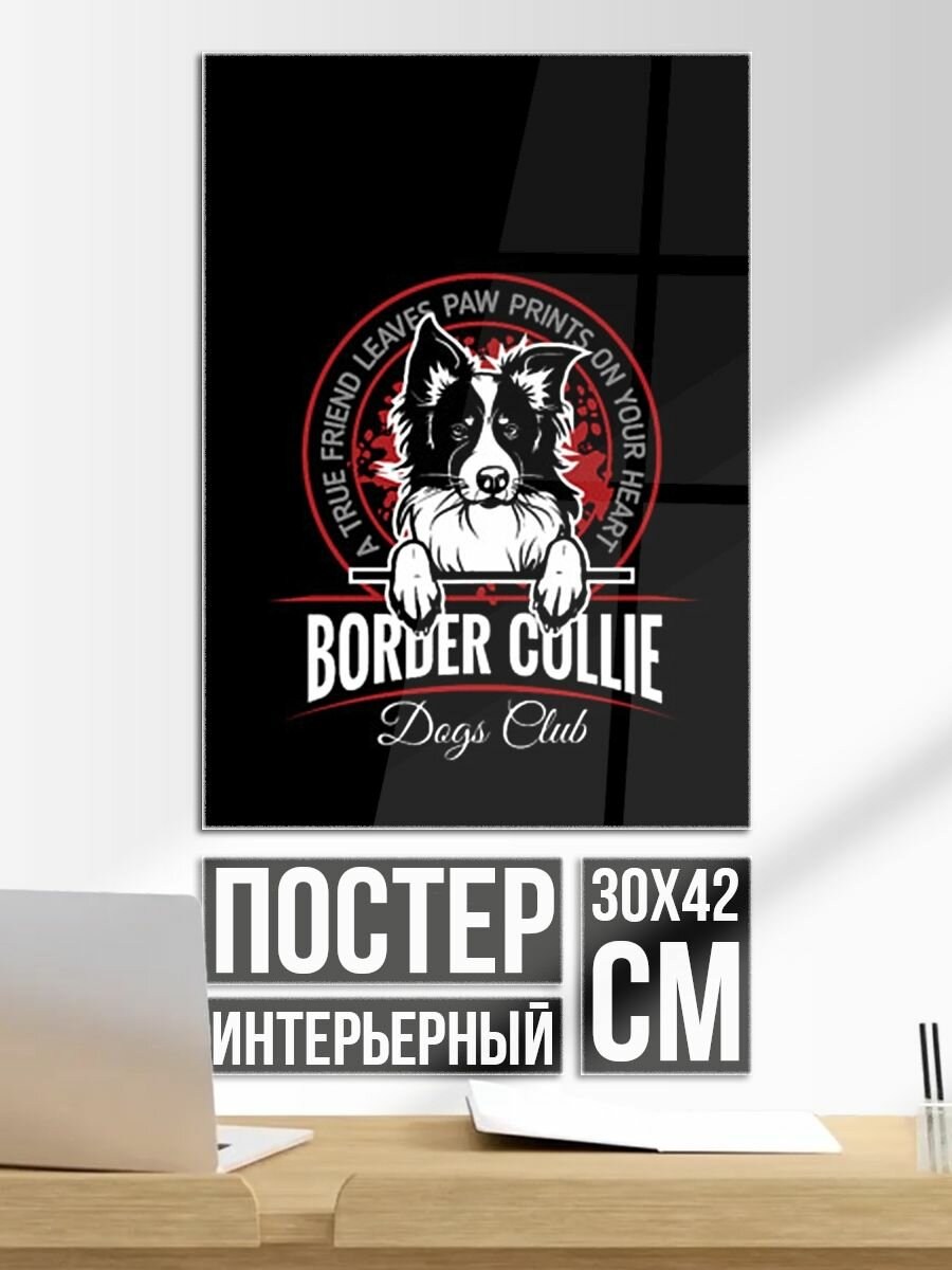 Постер на стену Бордер-Колли Border Collie