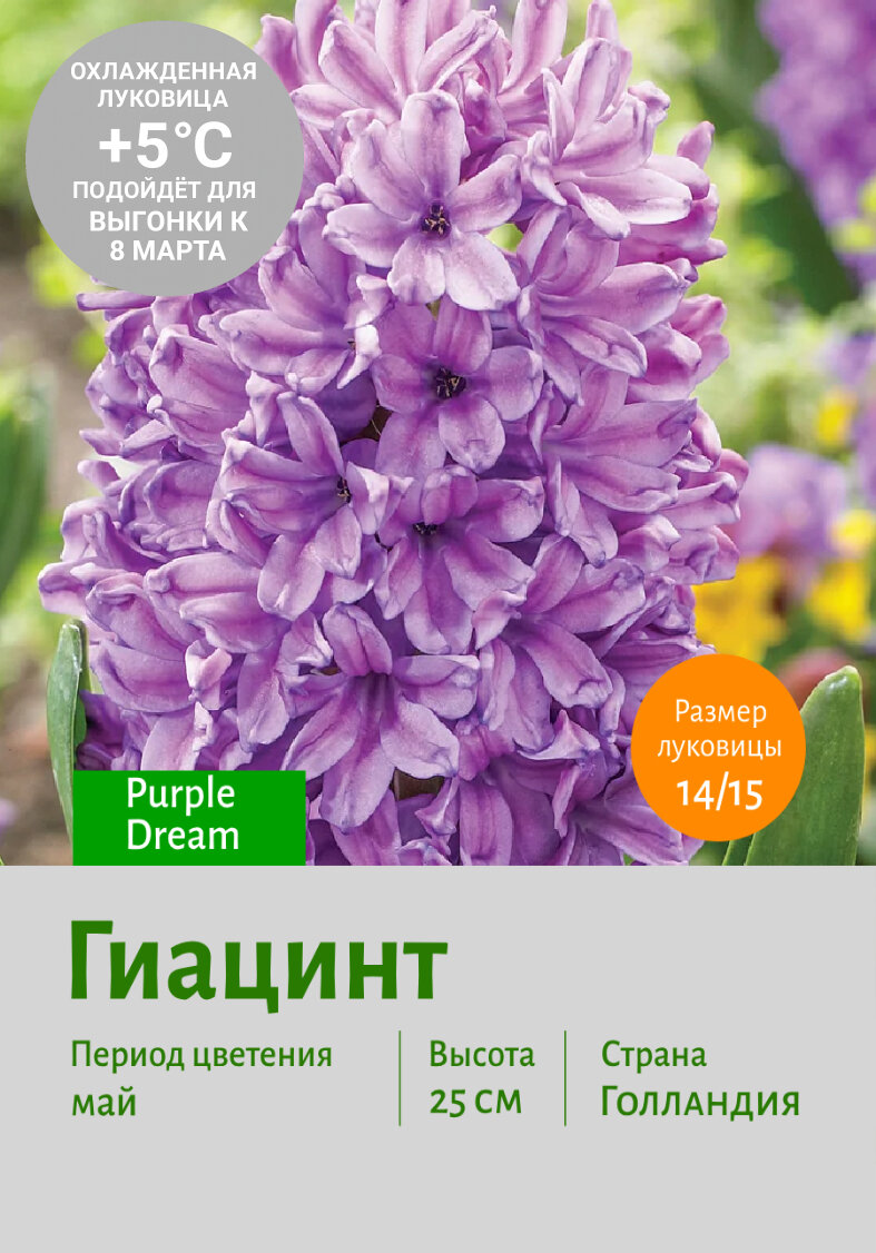 Гиацинт Перпл Дрим (Purple Dream) луковицы 1 шт сотка