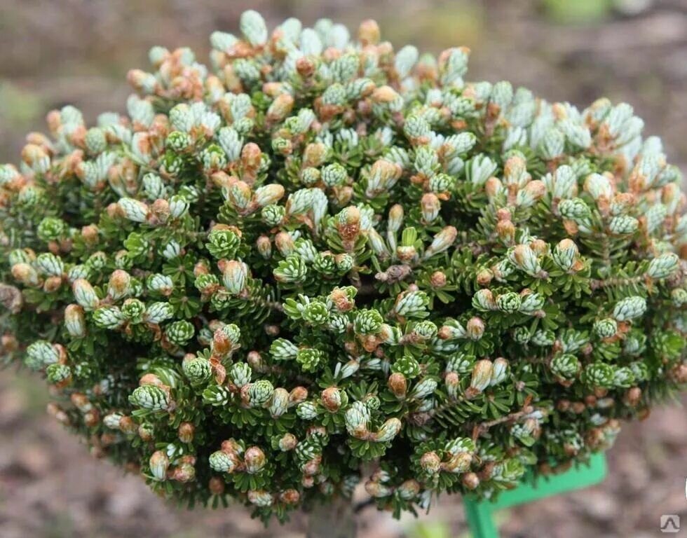 Пихта корейская Шенеестерн