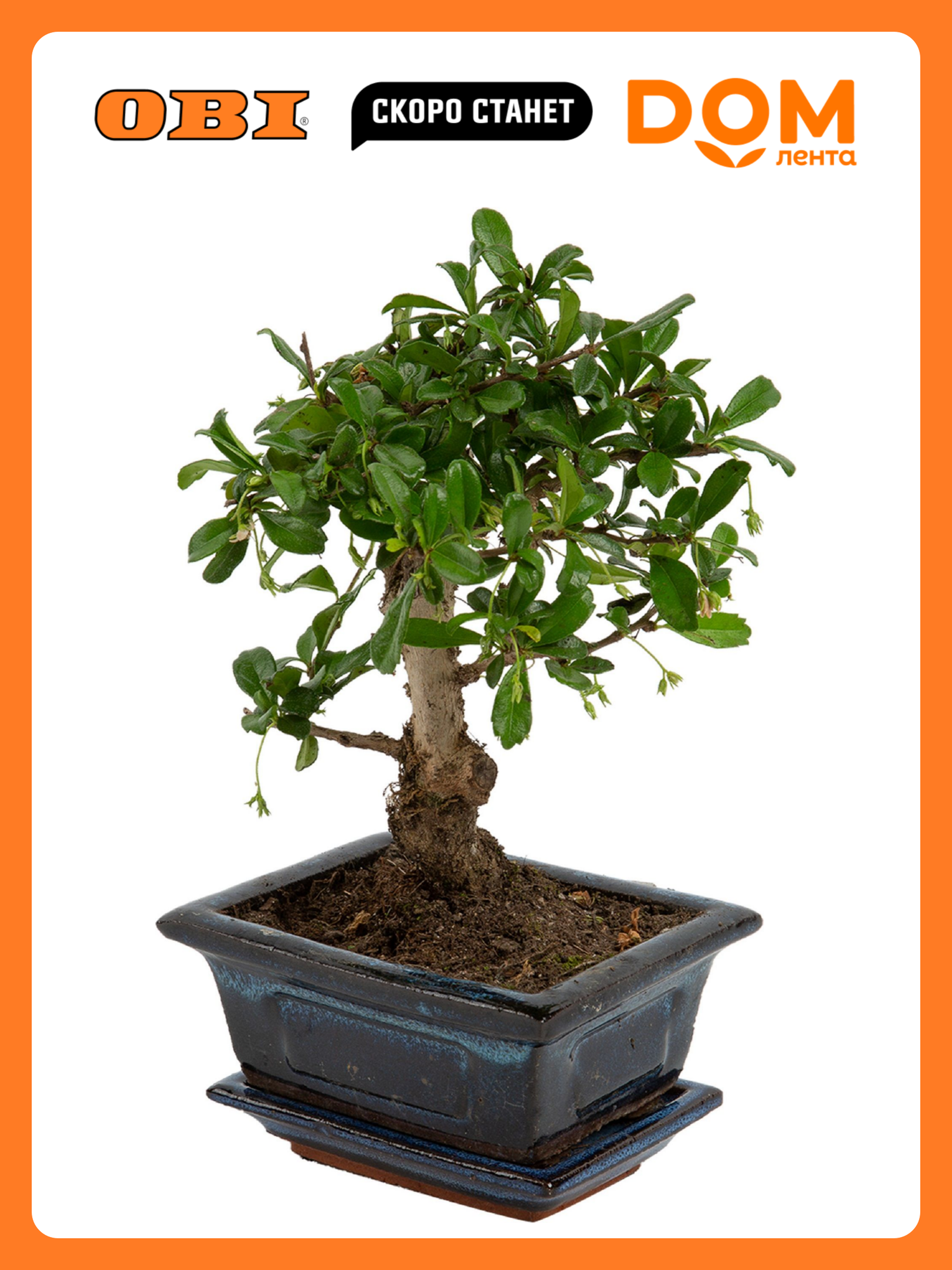 Бонсаймикс FLORA GROUP D12 H20, настольный, декоративно-лиственный, высота 12 см