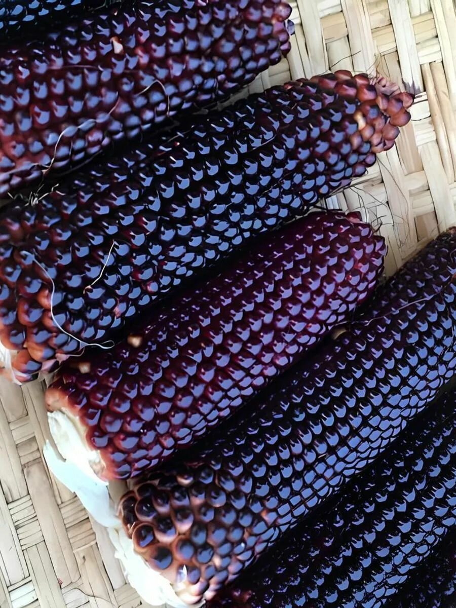 Кукуруза попкорн Дакота чёрный 5 сем, Частная коллекция семян