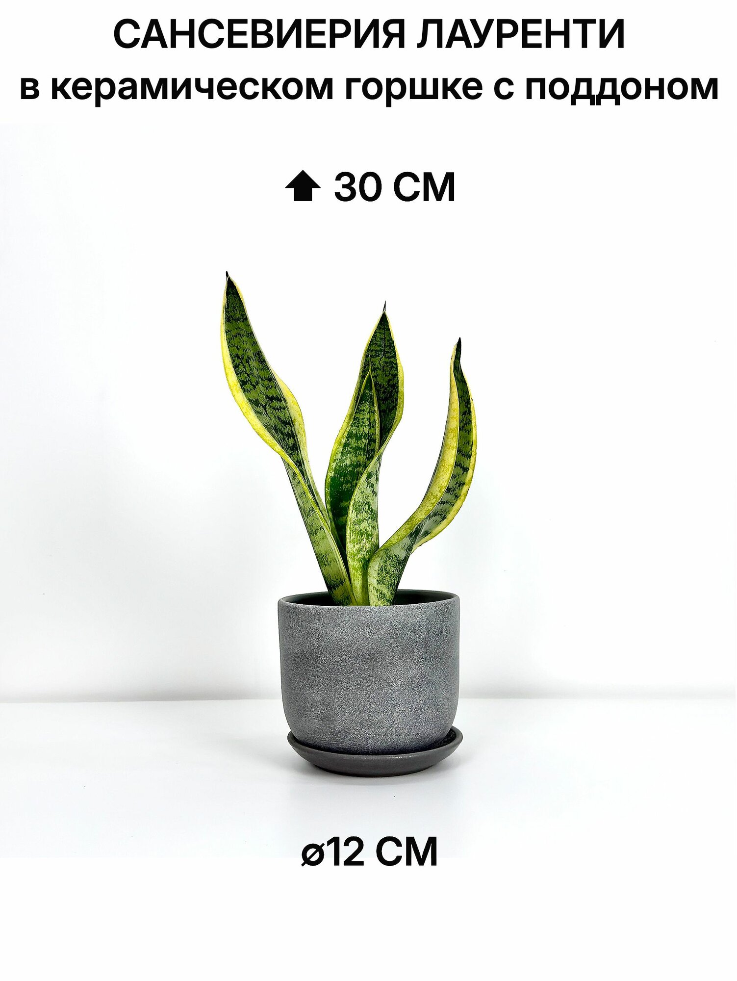 Сансевиерия Лауренти в сером керамическом горшке с поддоном D12 Замша, высота 30см