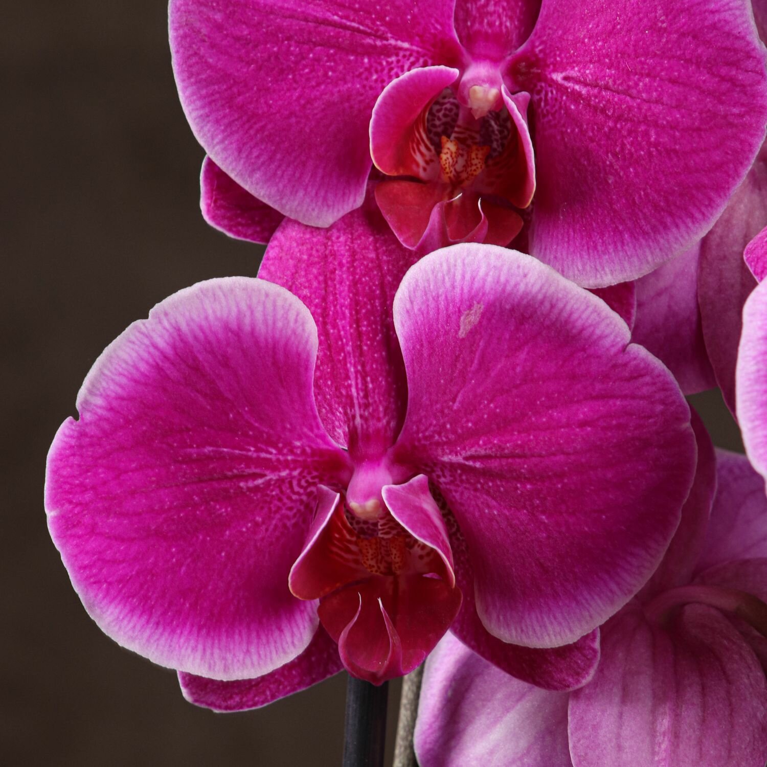 Орхидея Фаленопсис Претория 2 ст