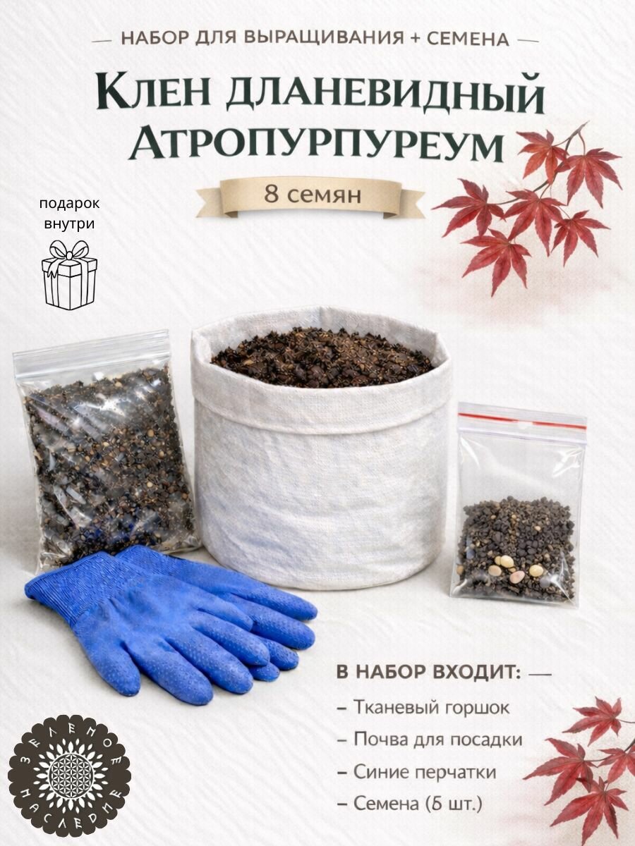 Домашний набор для выращивания Клёна Атропурпуреум / Подарок для юного садовода