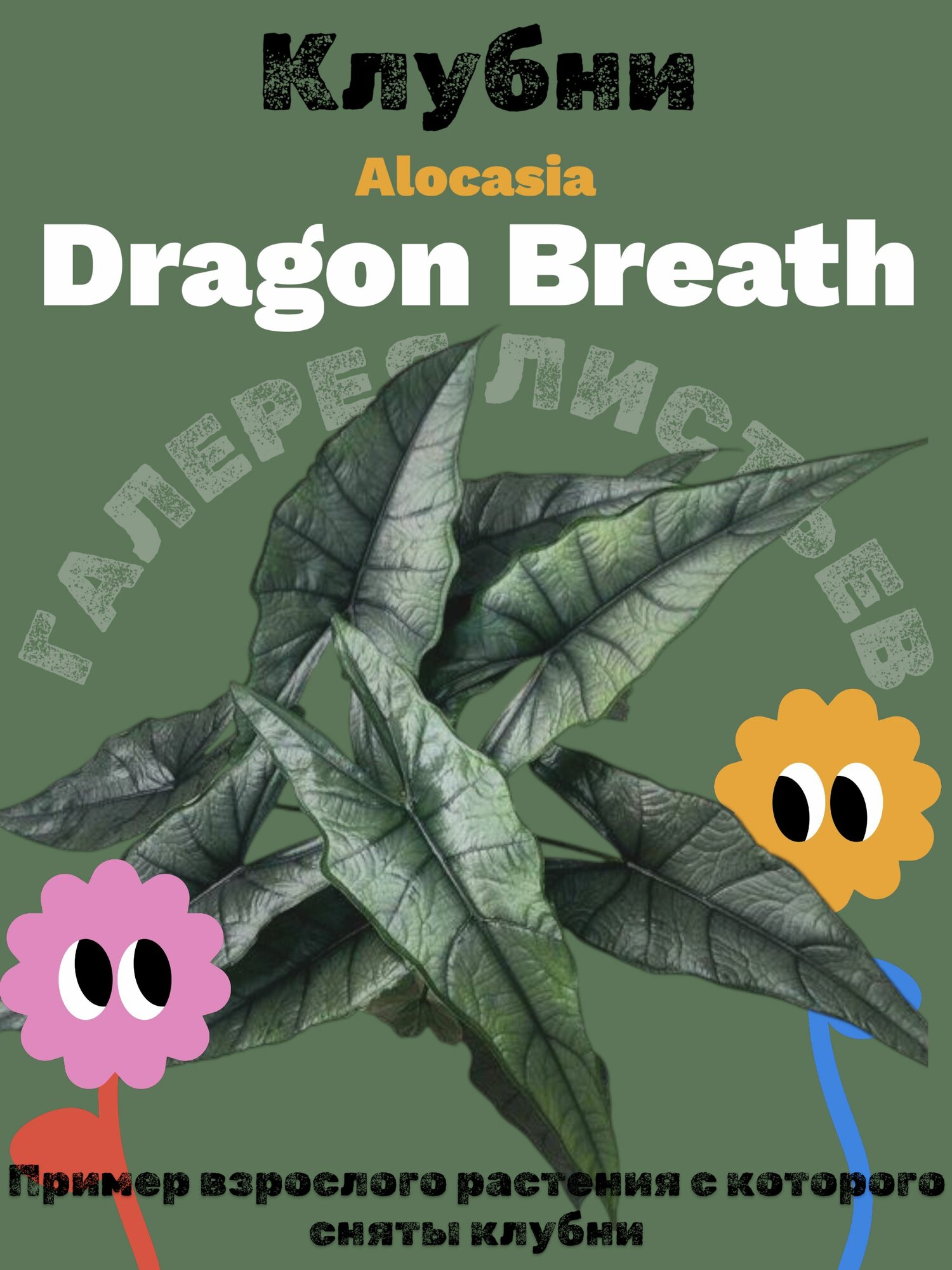 Алоказия дыхание дракона клубень 1 шт, Дрэгонс Брэз, Dragon Breath