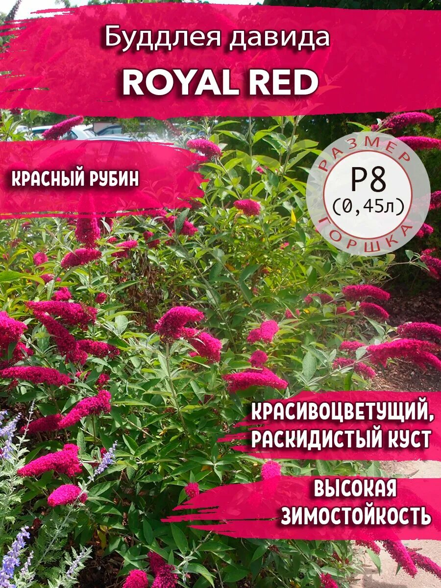 Буддлея давида Royal Red
