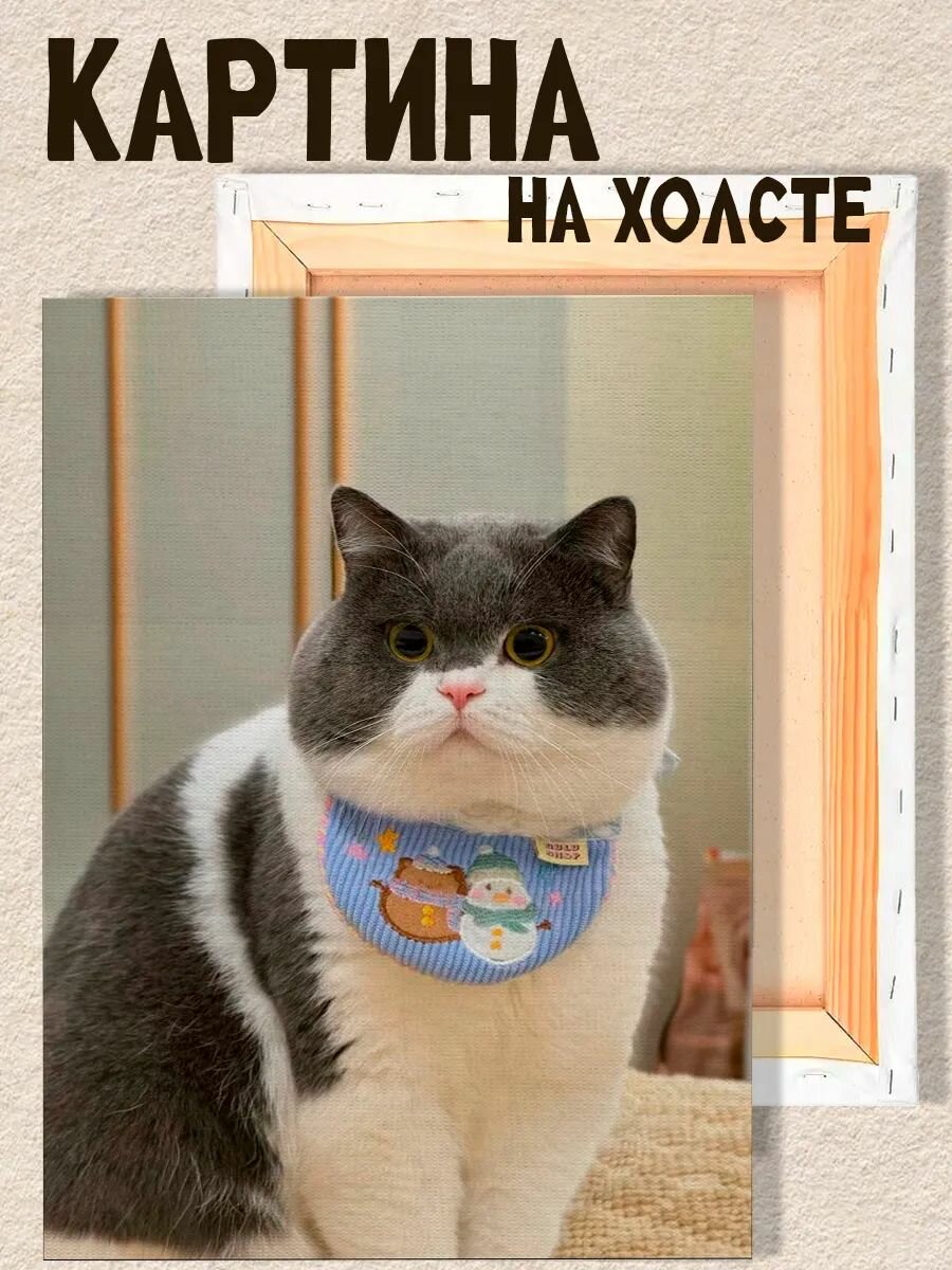 Картина на стену Милые котики, на подрамнике, 1шт, 55х38 размер.