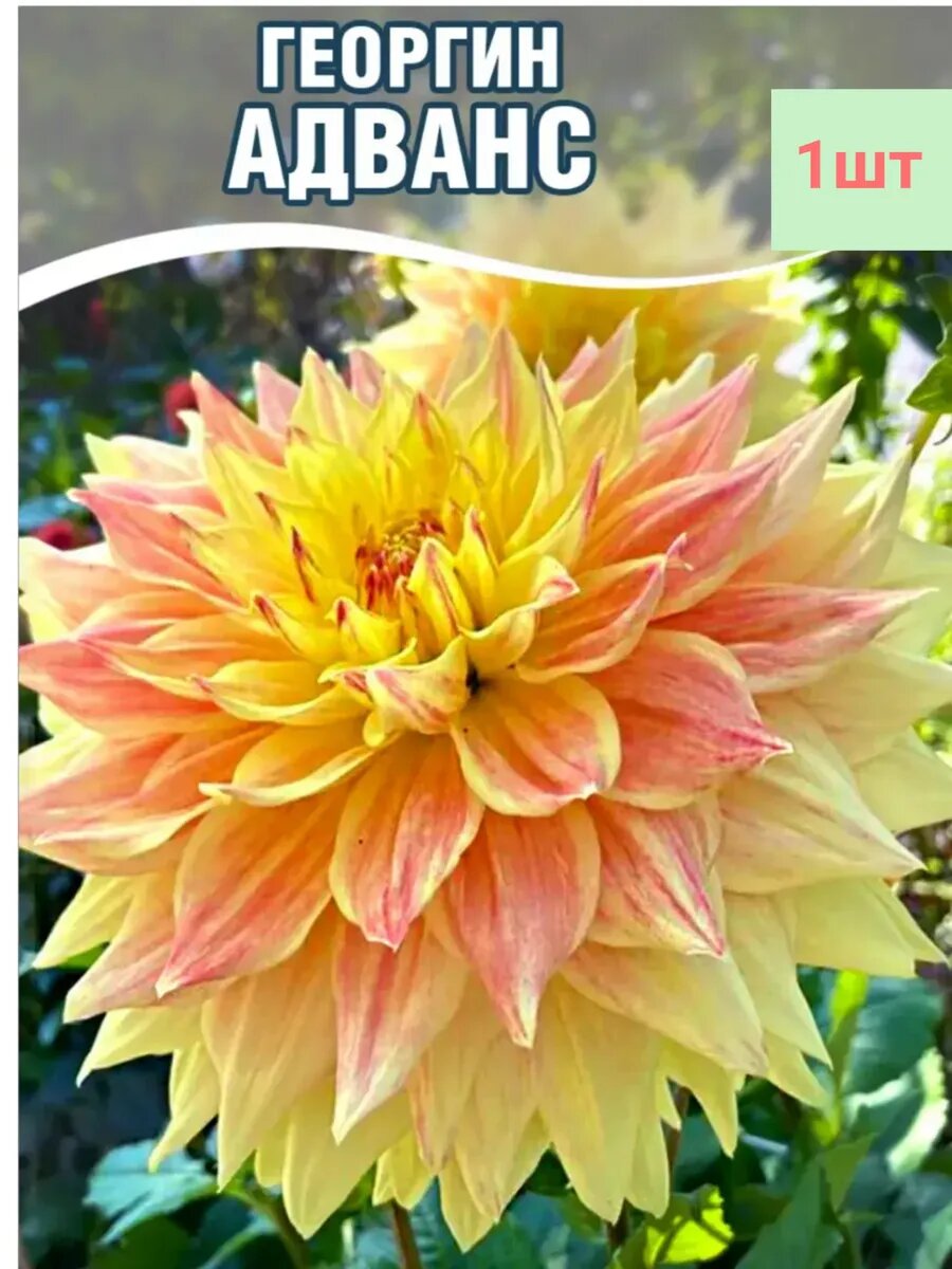 Георгины клубни многолетние Адванс