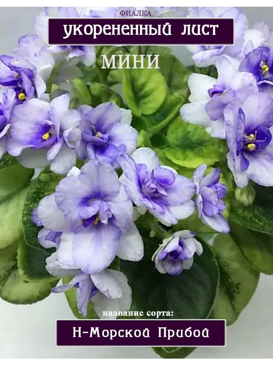 Фиалка укорененный лист сорт Н-Морской Прибой