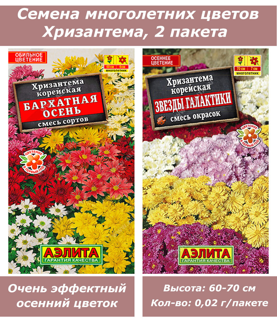 Набор семян, семена многолетних цветов Хризантема