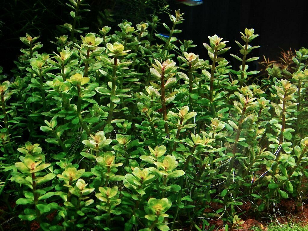 Декорация для аквариума