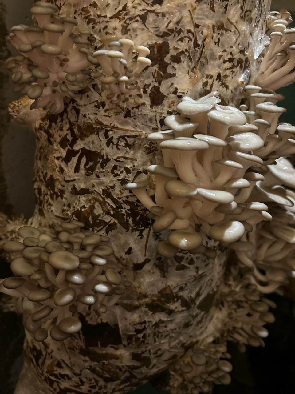 Готовый набор для выращивания грибов из зернового мицелий