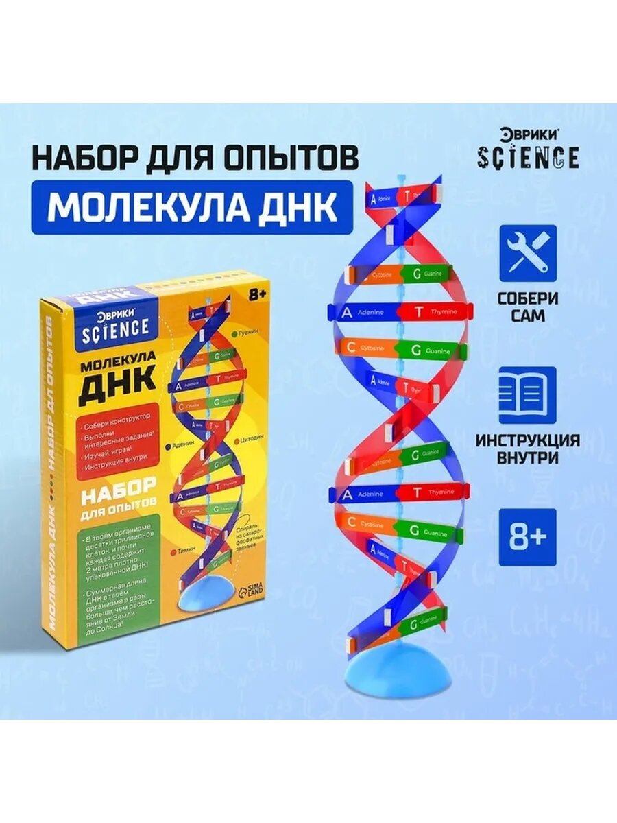 Образовательный комплект по молекуле ДНК