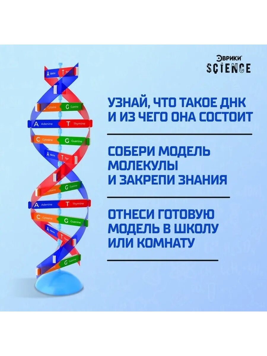 Интерактивный набор для моделирования ДНК