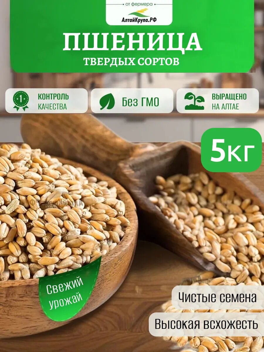 Пшеница твердых сортов, семена для проращивания 5 кг