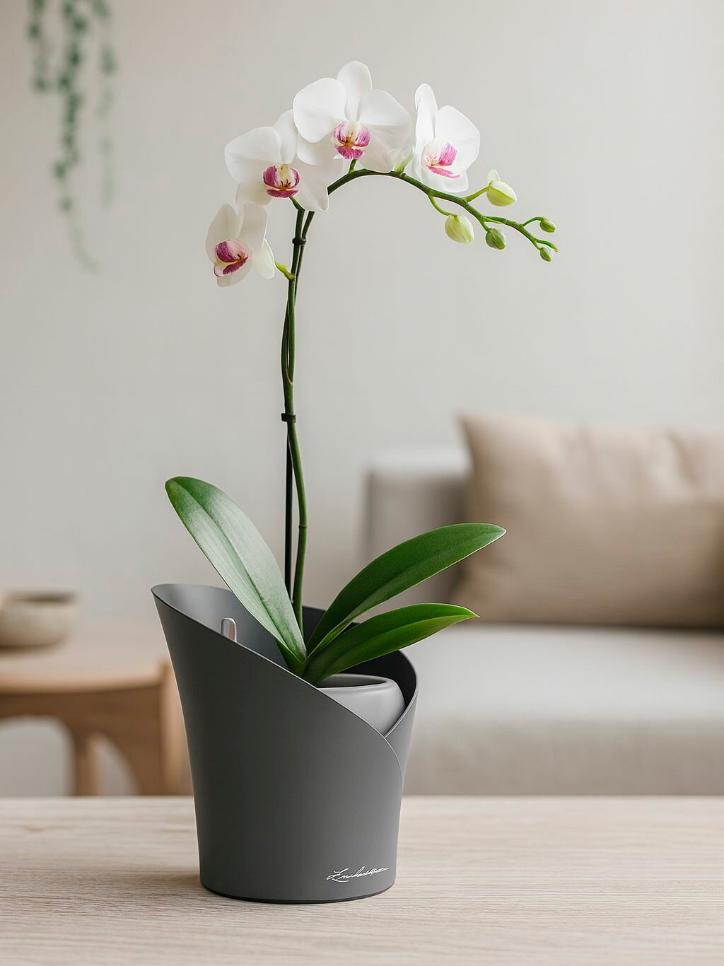 Кашпо для орхидей с автополивом Lechuza ORCHIDEA — фото 1