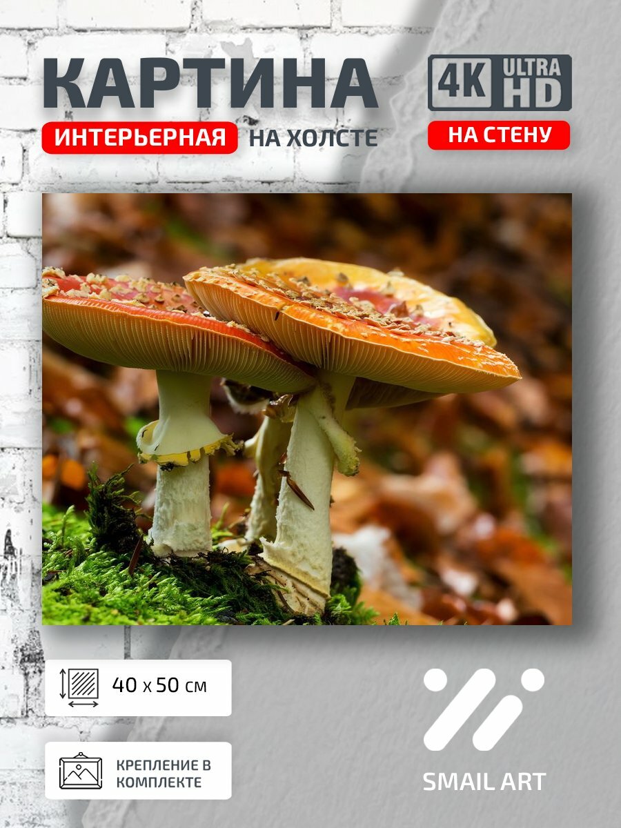 Картина на холсте интерьерная 40 на 50 на стену Мухоморы Landscape для спальни пейзаж декор