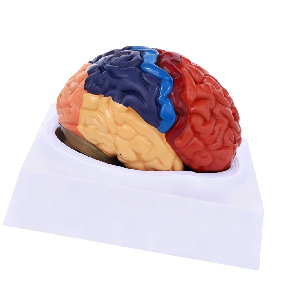Модель Анатомии Головного Мозга Человека в Натуральную величину С Цветовой Кодировкой Анатомическая Модель Структуры Головного Мозга для Демонстрации в классе