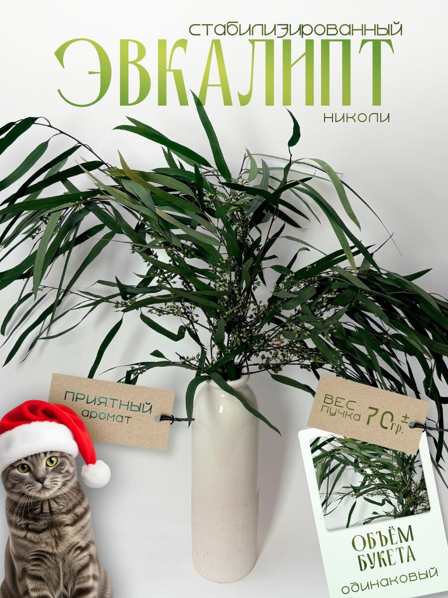 Эвкалипт стабилизированный зелёный николи, 50 см