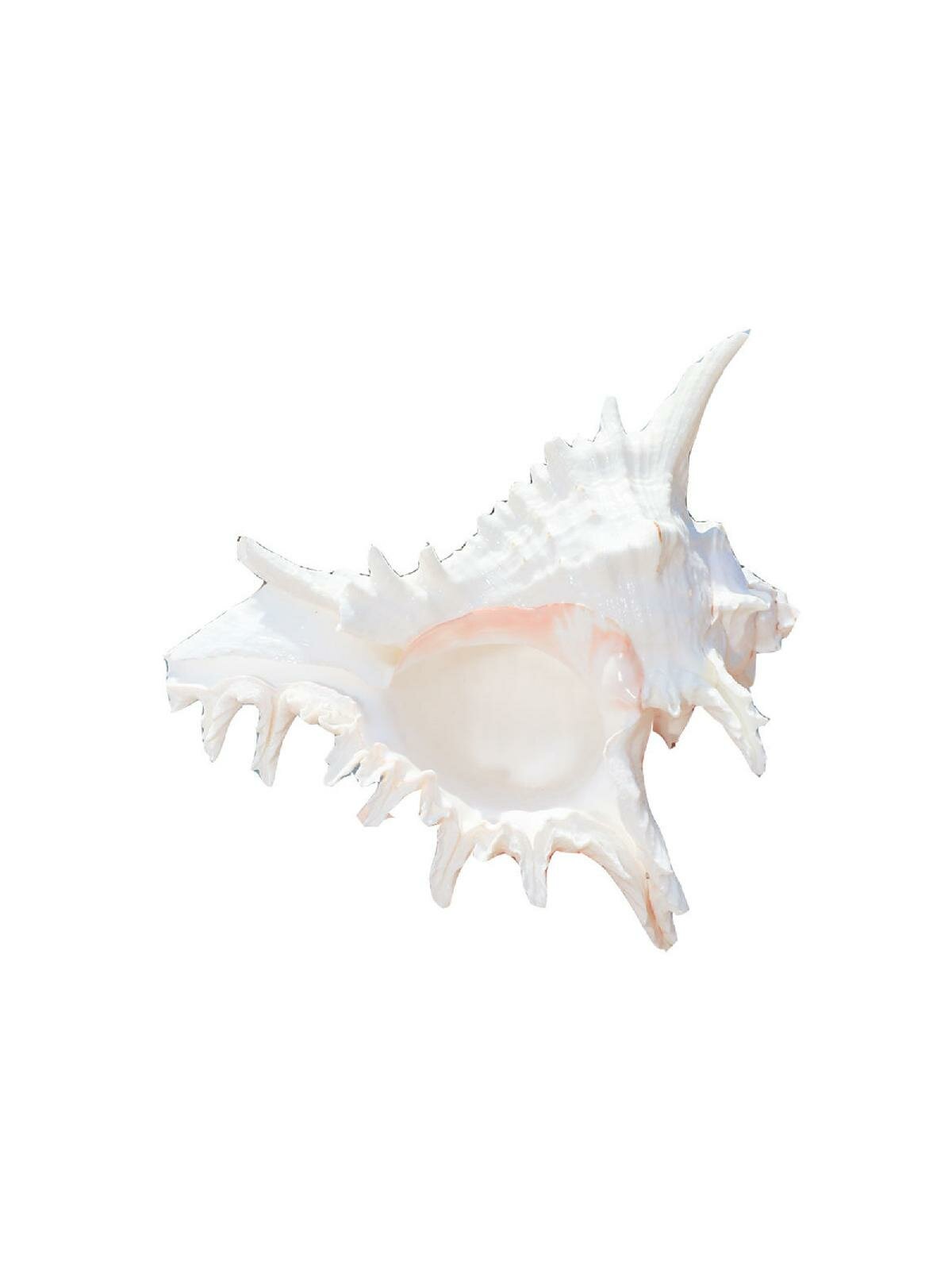 Большие натуральные ракушки, декоры из морских раковин для аквариумов, свадебные декоры