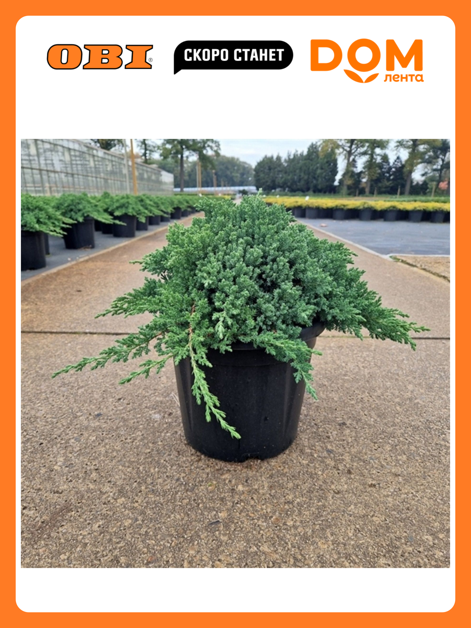 Можжевельник "Нана" 883707, многолетнее, хвойное, декоративное растение