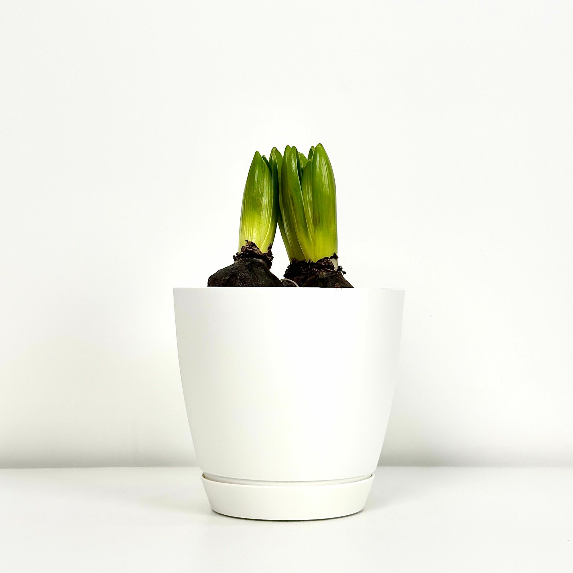 Гиацинт 3 луковицы в пластиковом белом горшке D14 см высота 20 см, живое растение