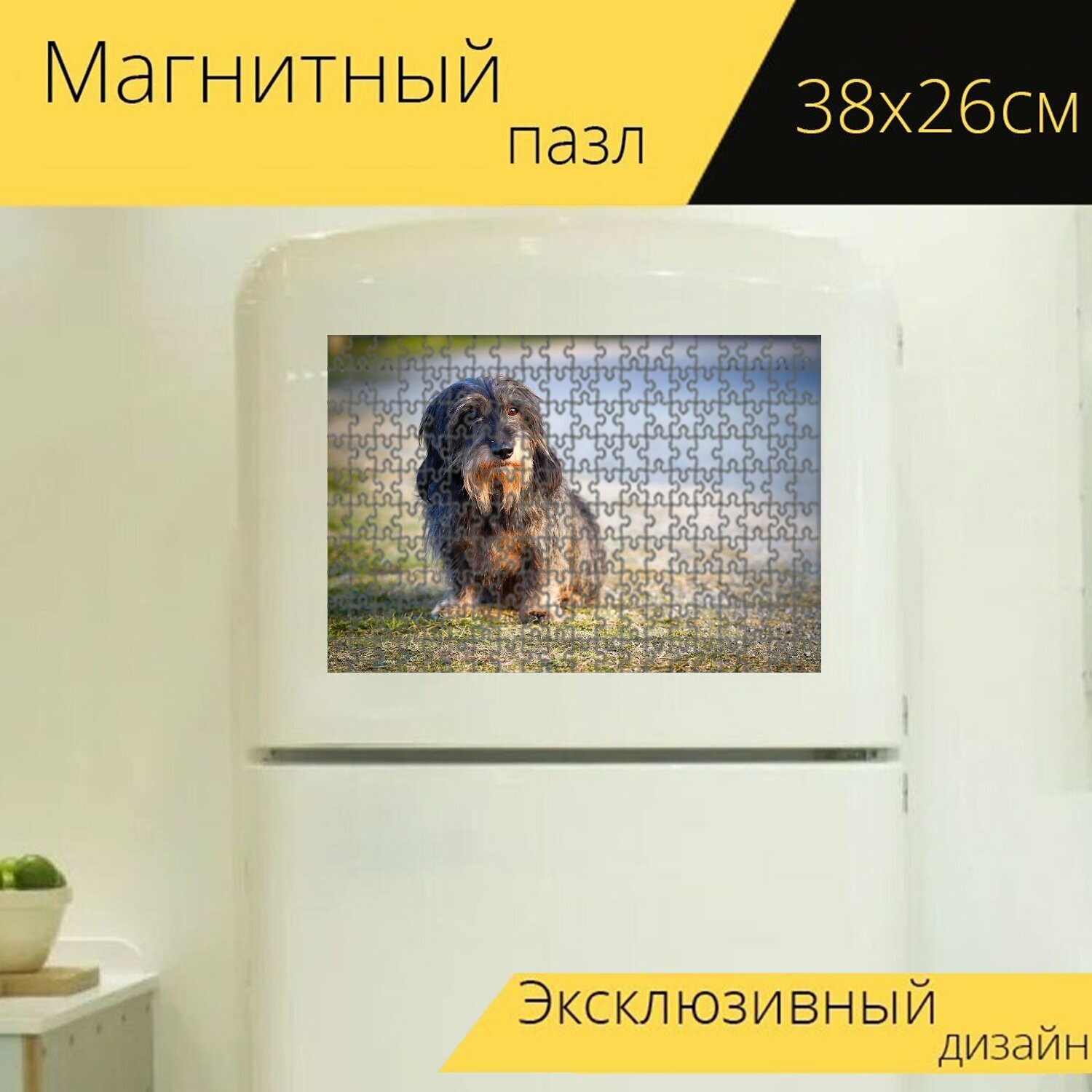 Магнитный пазл "Жесткошерстная такса, собака, такса" для интерьера, 38х26 см.