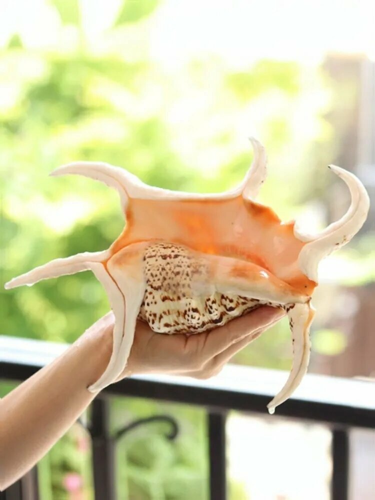 Ракушка морская, натуральная Лямбис Хирагра, (22-24см)/декор для аквариума