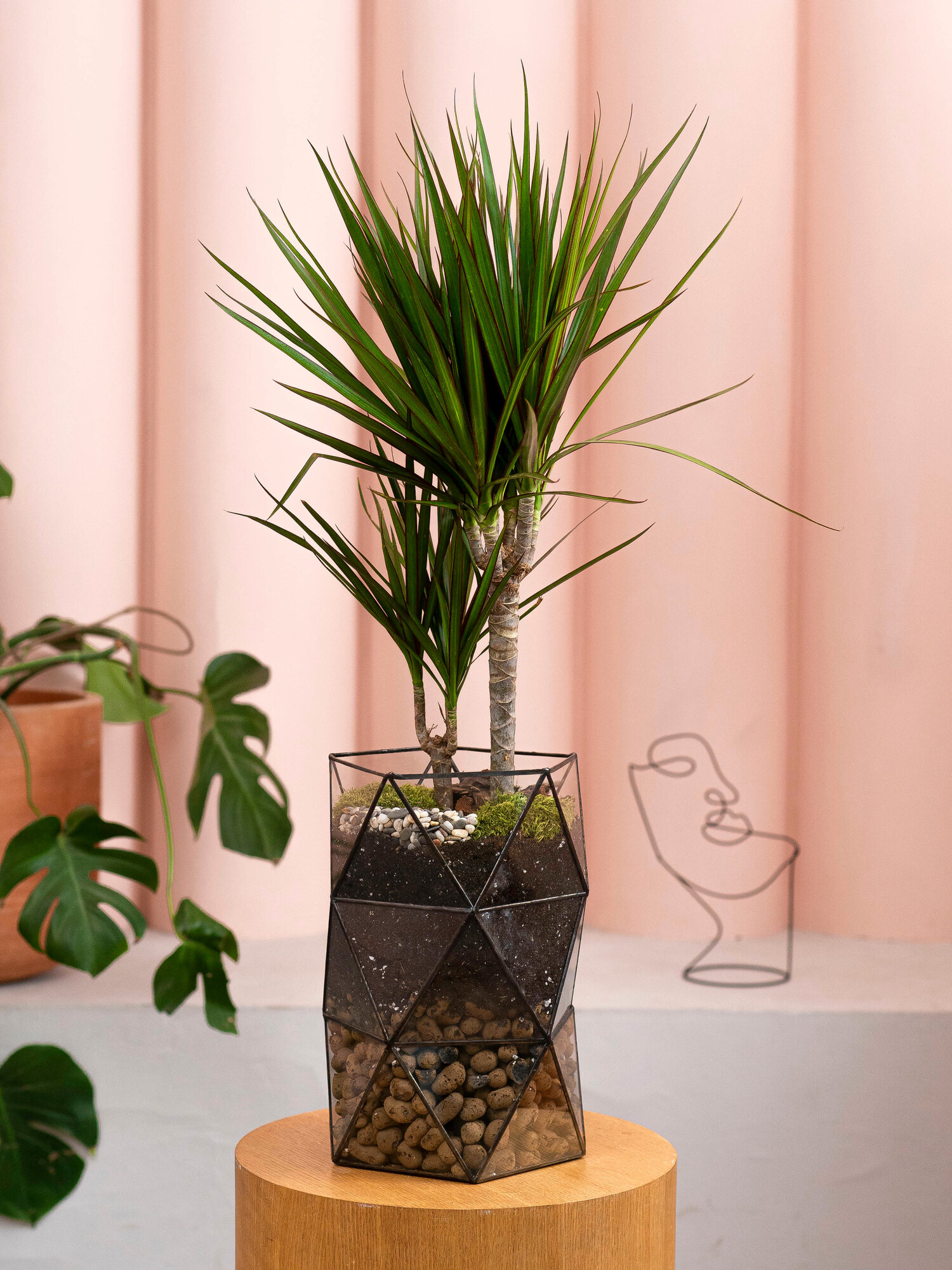 Geo Glass: Пальма Драцена в прозрачном кашпо , растение для дома и офиса , живая пальма