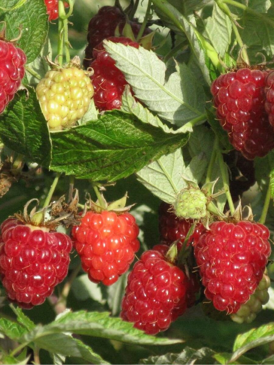 Малина Таганка ремонтантная, морозостойкая, высокая урожайность. 2 шт