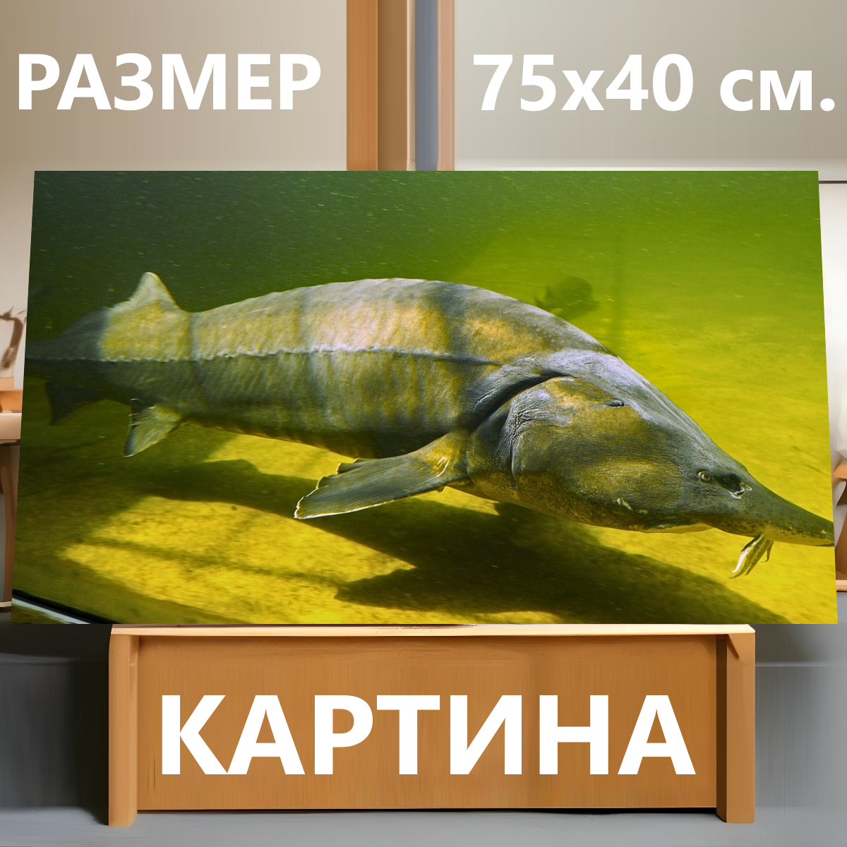 Картина на холсте "Kapitaler осетровых рыб, большой аквариум, рыбы" на подрамнике 75х40 см. для интерьера