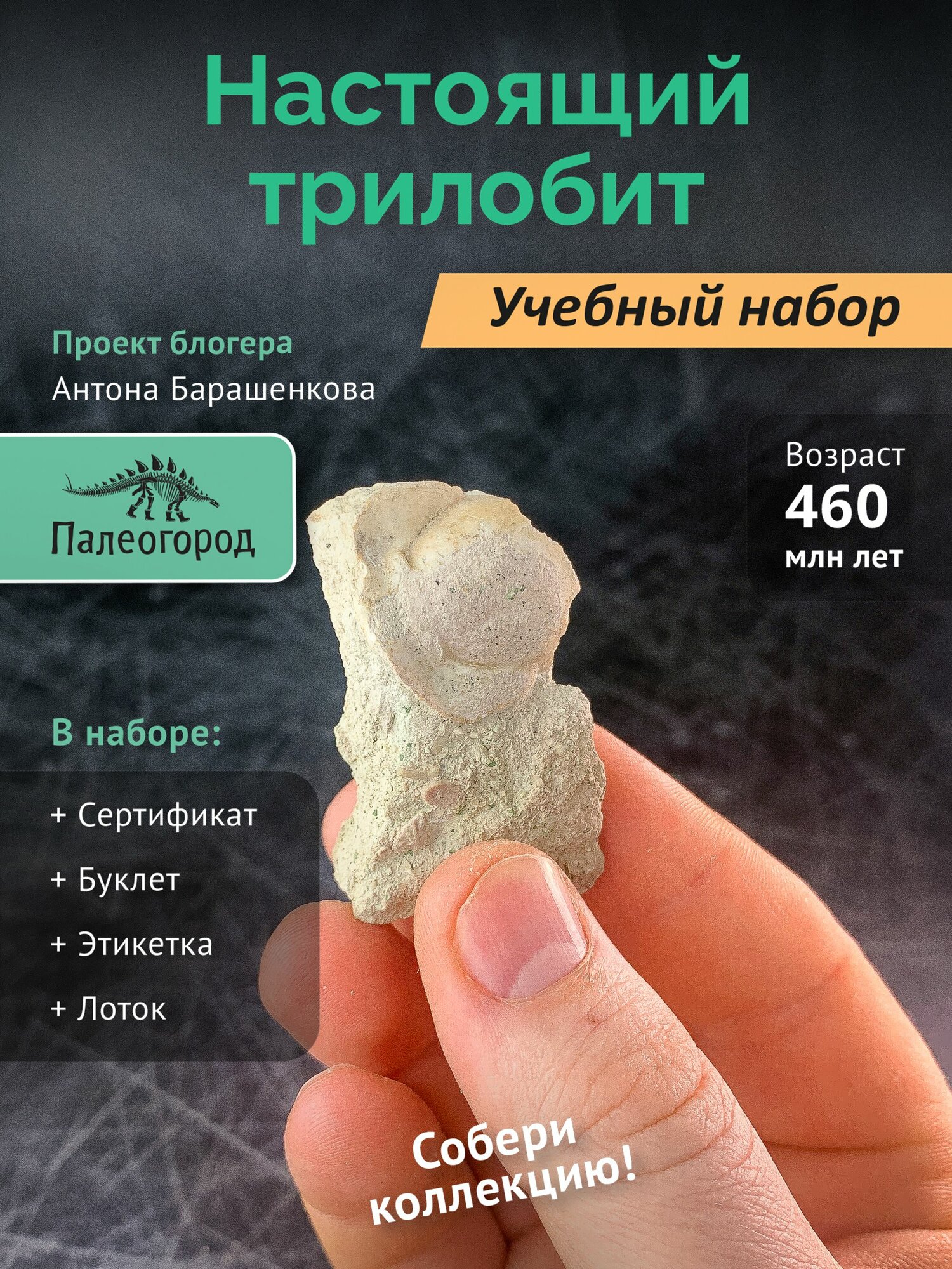 Набор палеонтолога (образец №424). Гипостома трилобита, F. Научные опыты, раскопки для мальчиков и девочек.