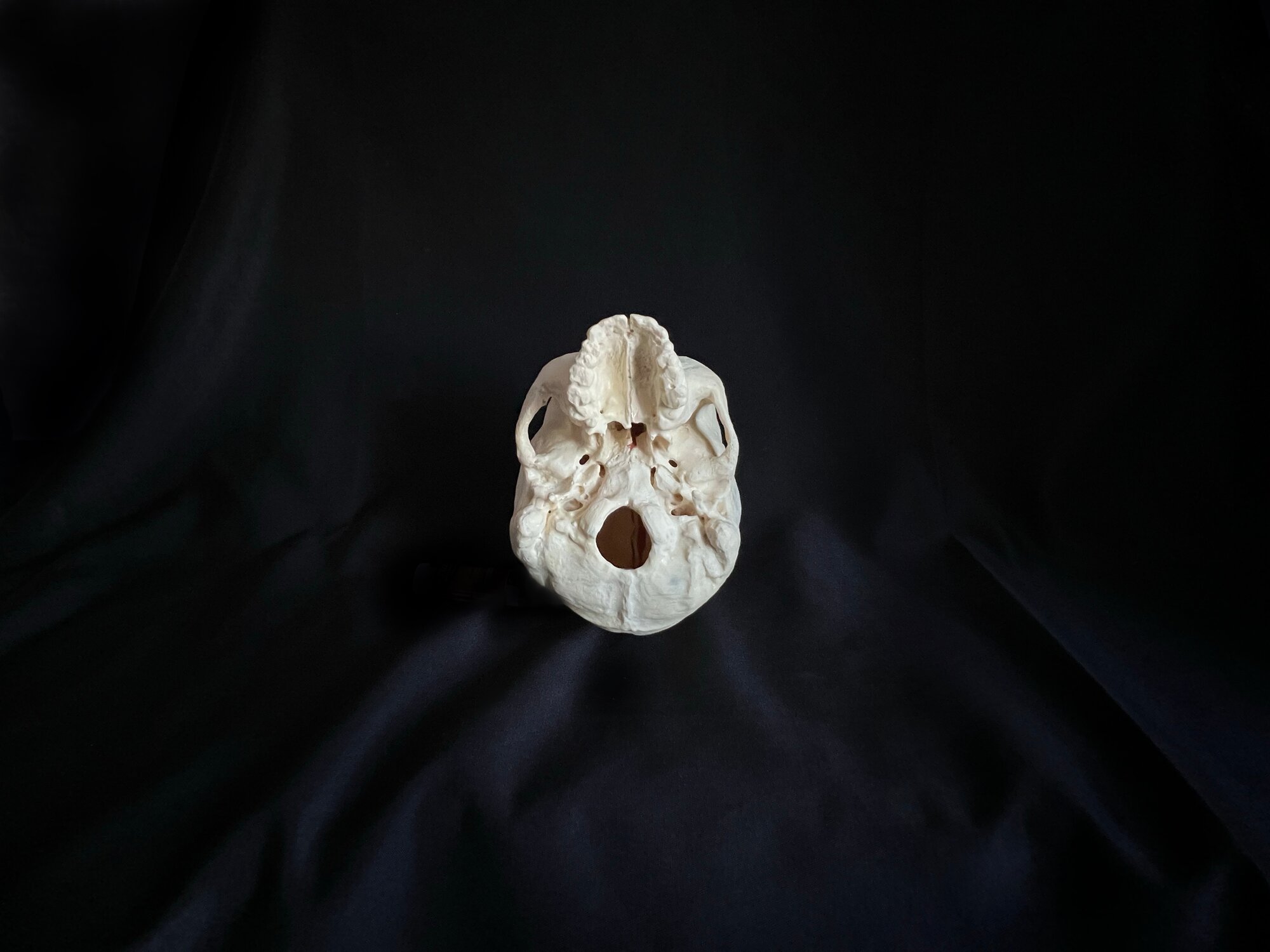 Модель черепа "Череп-FullCranium", анатомическая, с подставкой — фото 1