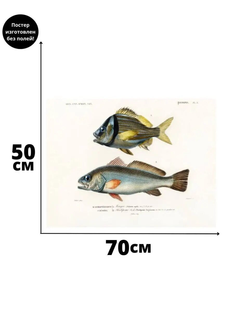Постер в морском стиле Рыба в ретро стиле