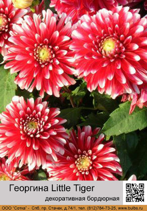 Георгина декоративная бордюрная Литл Тайгер (Little Tiger) 1 шт. Сотка