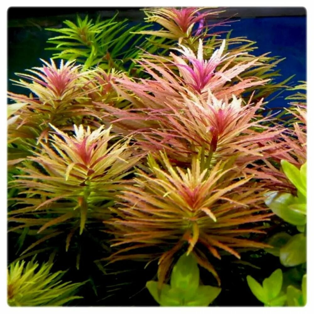 Лимнофила ароматика (3 Ветки) (Limnophila aromatica) Аквариумное растение