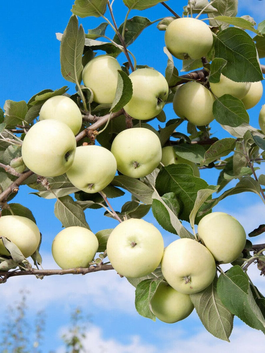 Яблоня "Белый налив", многолетняя, морозостойкая, ЗКС, возраст 2 года